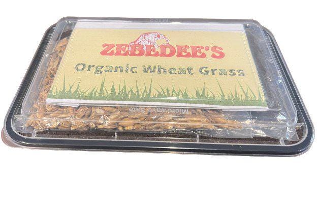 Zebedee's Organic Cat Grass Kit| Grow Cat Grass at home | Buy Now – A ...