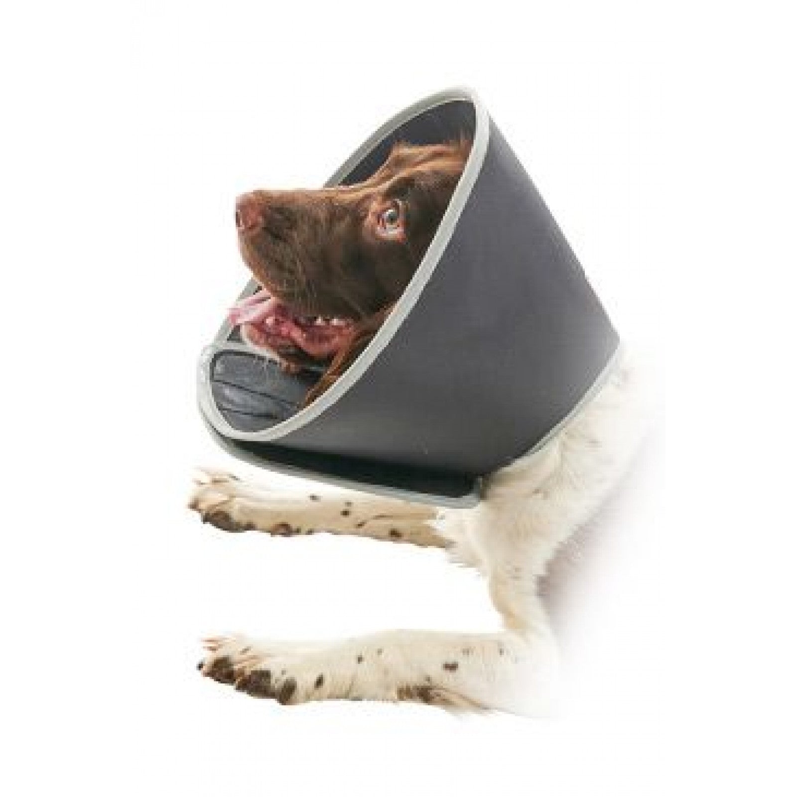 Buster Soft Foam Vet Collar For Dogs & Cats – A Coombs Pet Centre